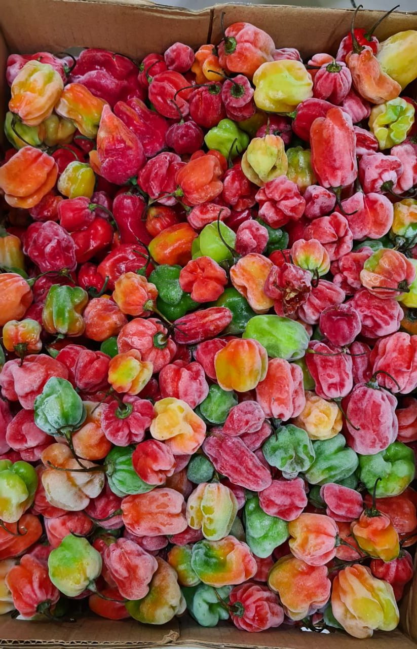 Fresh Frozen African Scotch Bonnet Red Pepper Box (4.5 kg) - African ...