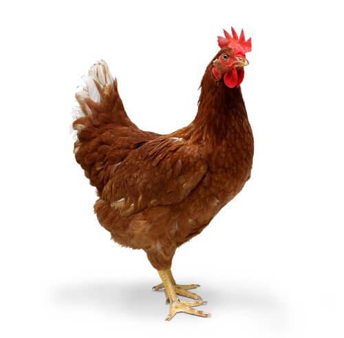 Organic Local Old Layer Chicken Cut (3.5kg - 4kg) - African Market Dubai