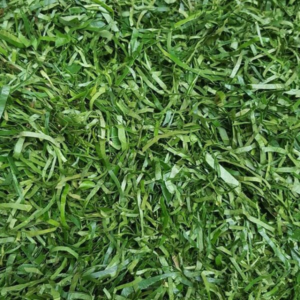 Dry Okazi (Afang) Leaf - 50g Pack - African Market Dubai