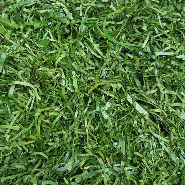 Dry Okazi (Afang) Leaf - 50g Pack - African Market Dubai