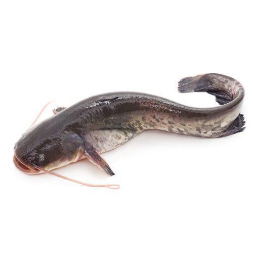 Fresh Catfish (Foreign) 1kg - African Market Dubai