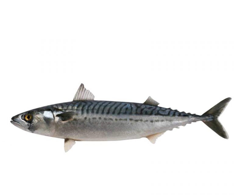 Nigerian Titus Fish x Size Small - African Market Dubai