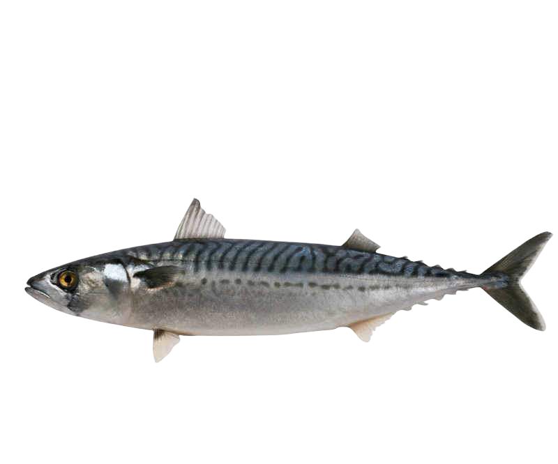 Nigerian Titus Fish x Size Small - African Market Dubai