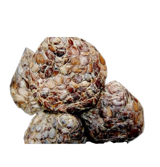 Fresh Iru Locust Beans 100g - African Market Dubai