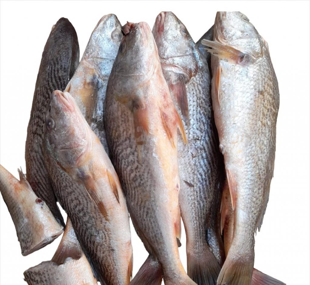 Croaker fish (West African) Ready to cook 1kg - African Market Dubai