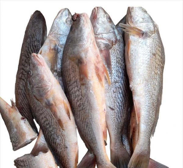 Croaker fish (West African) Ready to cook 1kg - African Market Dubai