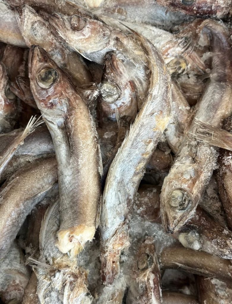 Fresh Panla Hake Fish 10kg - African Market Dubai