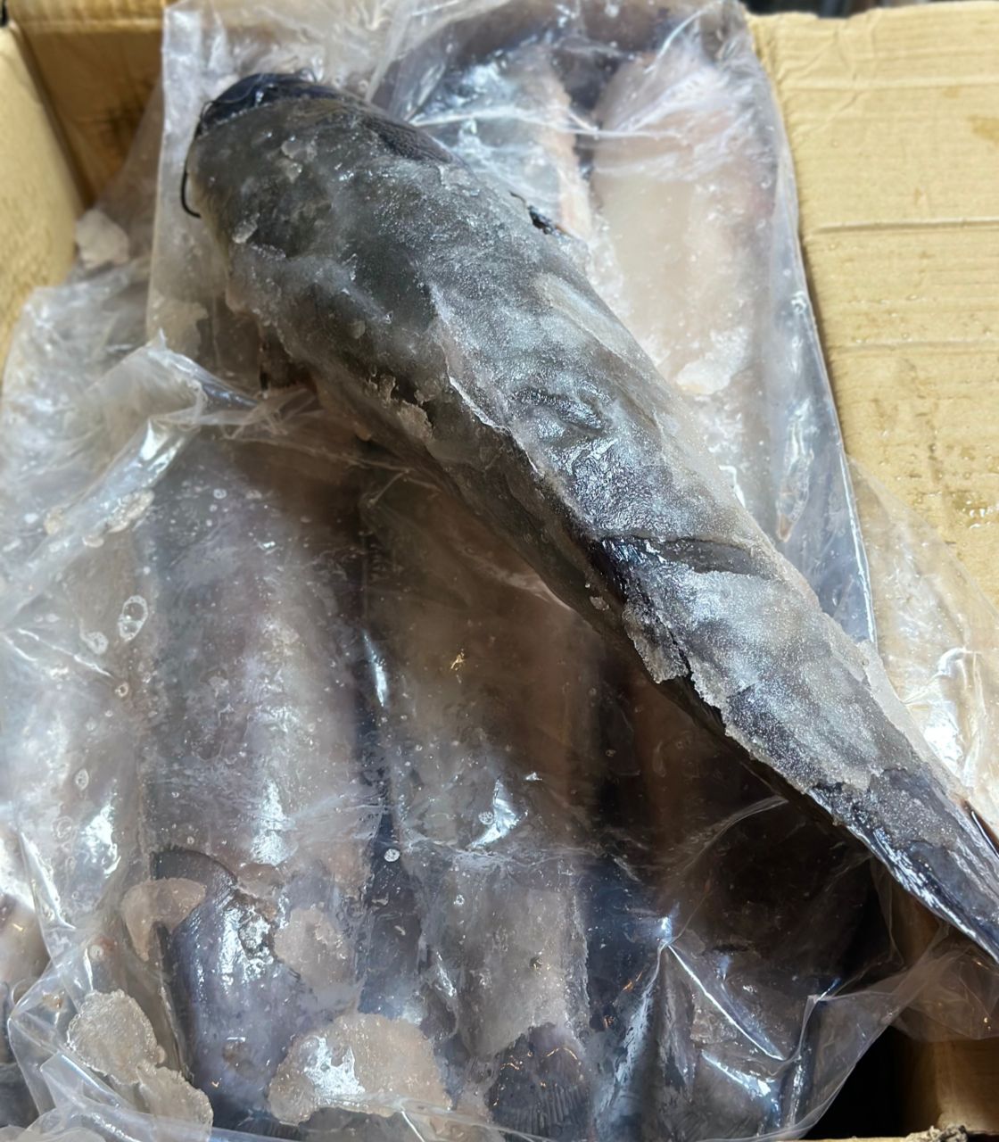 Nigerian Frozen Catfish 5kg - African Market Dubai